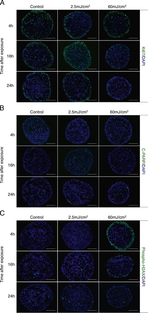Anti Proliferative Apoptotic And Genotoxic Effects Of Exposure To