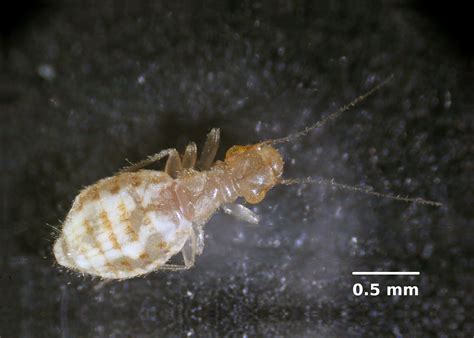 How To Get Rid Of Tiny White Bugs In House Monty Rinaldi