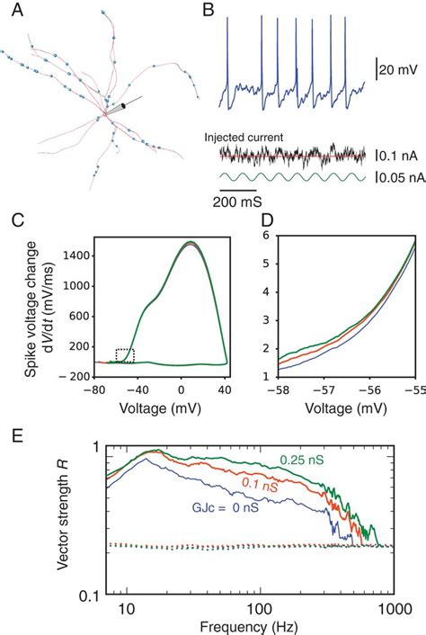 gjs enhance the encoding capability of the neuron a representation