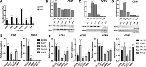 Ccr5 And Ccl5 Are Overexpressed In Oscc Derived Cell Lines A The