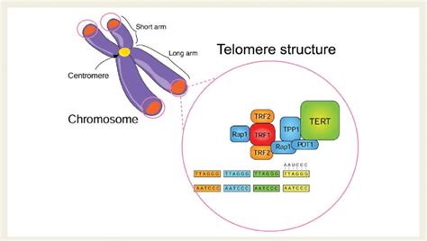 Chromosome Structure Telomere
