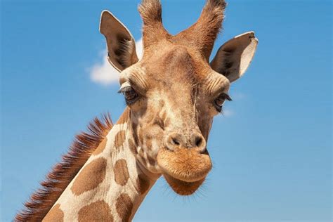 giraffe brings f functional programming to asp core infoworld