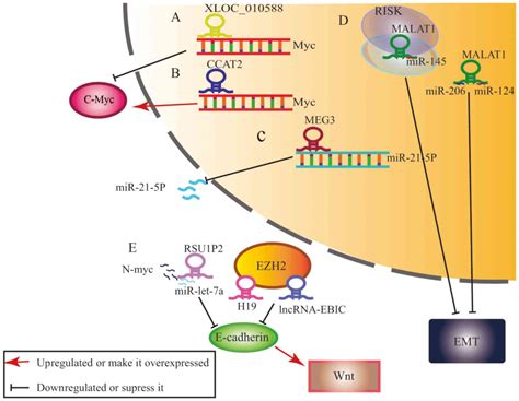 Long Non Coding Rnas On The Stage Of Cervical Cancer Review