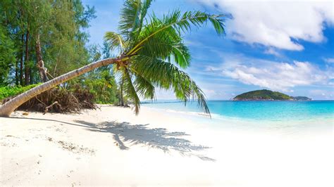 Sunlight Coast Ocean Palm Tree Caribbean Tropics 4k Sky Sea