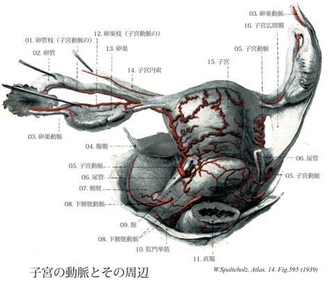Terminologia Anatomica Ta に基づく解剖学
