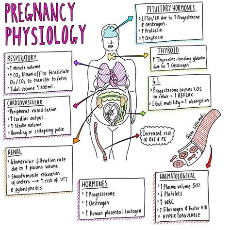 Pregnancy Physiology 🤰🏻 Nursing Notes Nursing School Survival