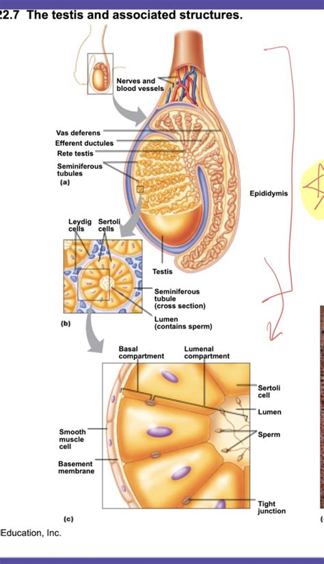 Testis And Associated Structures Diagram Quizlet