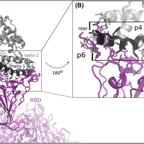 Schematic Representation Of Ace2 Rbd Interaction A Cryoem Structure