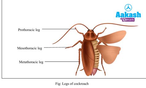 Cockroach Periplaneta Americana Classification 48 Off
