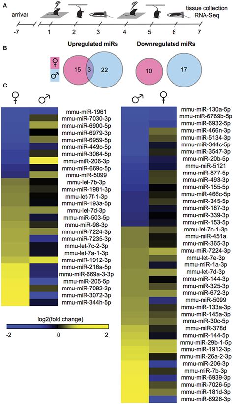 Frontiers Integrative Analysis Of Sex Specific Microrna Networks