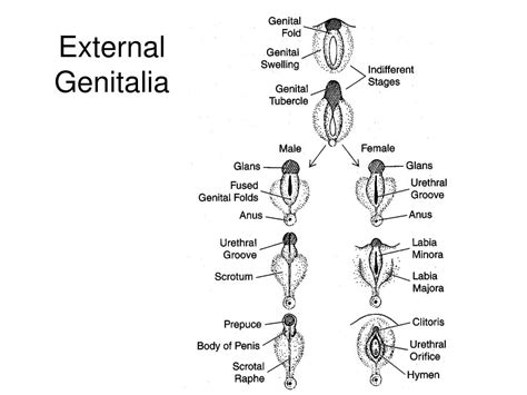 Ppt Testicular Anatomy Powerpoint Presentation Free Download Id