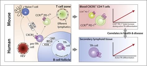 Circulating Precursor Ccr7lopd 1hi Cxcr5 Cd4 T Cells Indicate Tfh