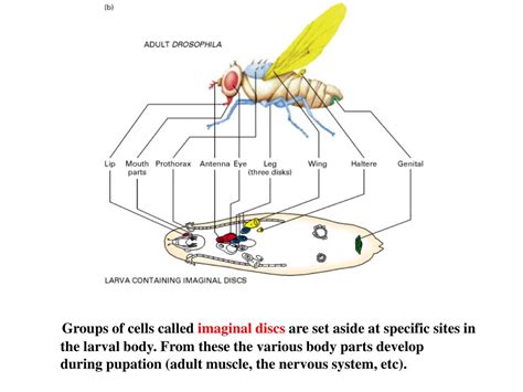 Ppt Genetic Model Organisms Powerpoint Presentation Free Download