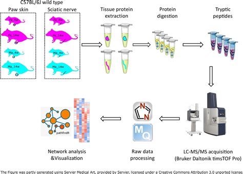 Figures And Data In Deep Proteome Profiling Reveals Signatures Of Age