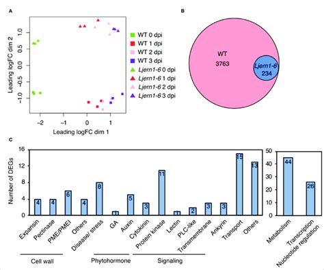 Degs Detected By Rna Seq In Wild Type L Japonicus Mg 20 And Ljern1 6