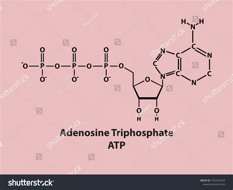 Adenosine Triphosphate Atp Biomolecule Strcuture On Stock Vector