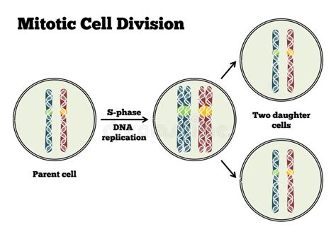 Mitosis Mitotic Cell Division Stages And Significance Online