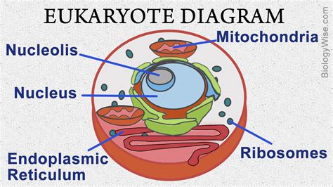 Simple Eukaryotic Cell Structure