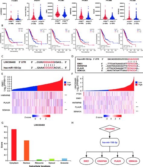 Construction Of The Triple Regulatory Network A The Expression Of