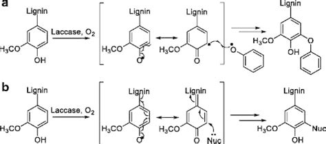 Scheme 1 Laccase Catalyzed Grafting Reactions A Radical Radical