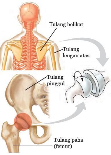 Jenis Jenis Sendi Pada Sistem Gerak Tubuh Manusia