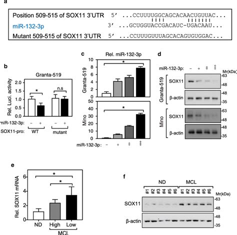 Identification Of Mir 132 3ps Potential Target A The Sequence