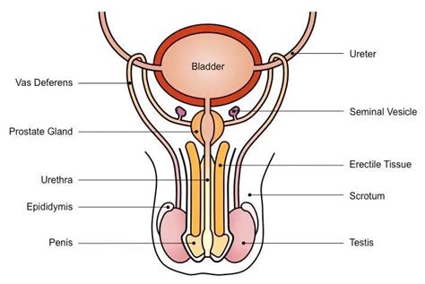 Male Reproductive System Diagram