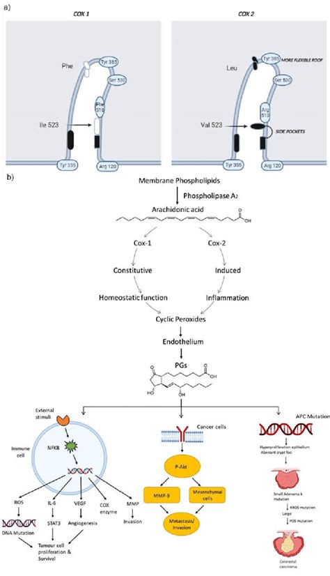 Structure Of Cox 1 And 2 Isoforms Molecular Insight In Inflammation