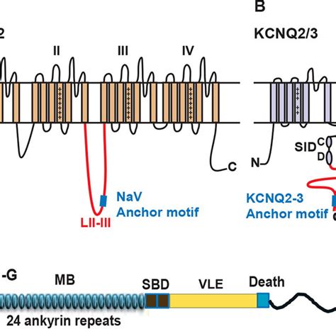 Schematics Showing The Domain Structures Of Na V 1 2 Kcnq2 3 And