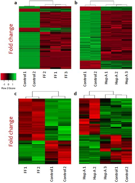 Heat Maps Showing Clustering Of Differentially Expressed Transcripts In