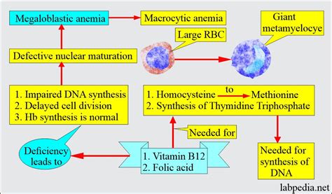 Anemia Part 3 Megaloblastic Anemia Macrocytic Vitamin B12 And