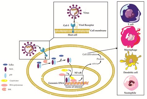 Galectin 3 In Viral Infection Encyclopedia Mdpi