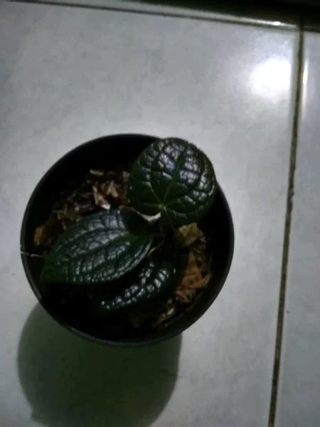 Gambar Daun Sirih Hitam Putih 51 Koleksi Gambar