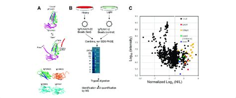 Silac Based Proteomics Of Flna Binding Partner A The Cd Cleft Blue