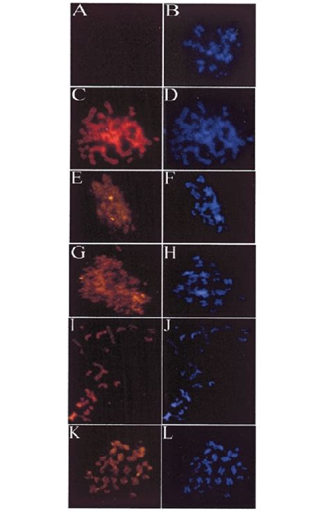 Mitotic Localization Of Ebna1 Mutants C33a Cells That Are Ebna1