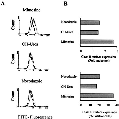 The Expression Of Mhc Class Ii Genes In Macrophages Is Cell Cycle