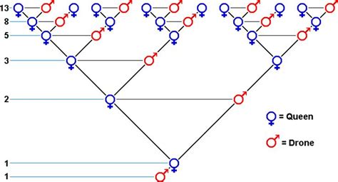you will see that the number of bees of each generation follow a