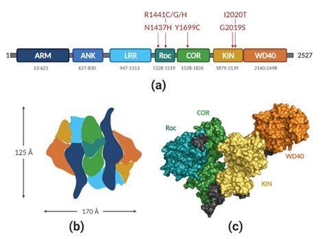 A Domain Organization Of Lrrk2 Arm Armadillo Repeats Ank Ankyrin