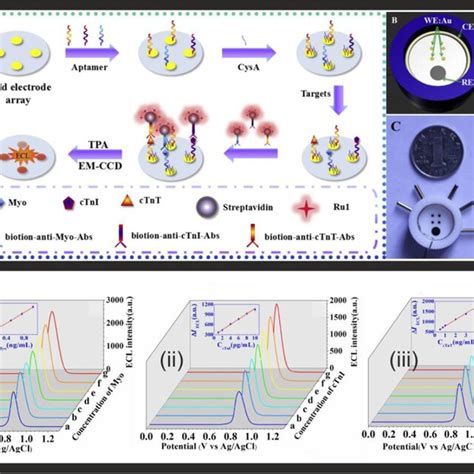 A I Schematic Diagram Of The Ecl Biosensor Array For The Detection