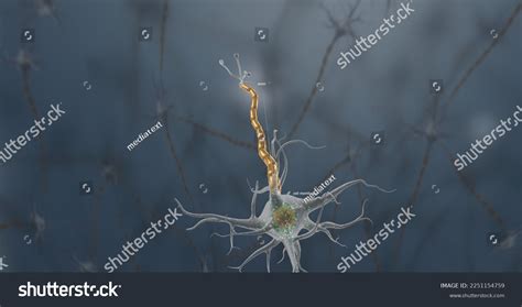 Typical Neuron Consists Cell Body Dendrites Stock Illustration