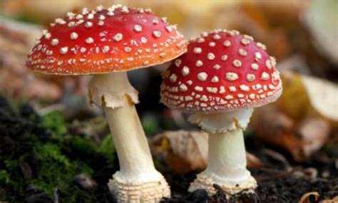 Ringkasan Materi Biologi Kelas 10 Bab 6 Fungi Ringkasan Materi