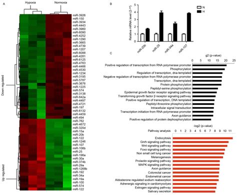 Differentially Expressed Mirnas In Hepatocellular Carcinoma Cells Under