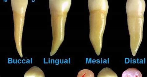 Dentaltown Dental Anatomy And Tooth Morphology Dental Anatomy