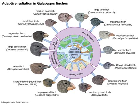 Species Definition Types And Examples Britannica