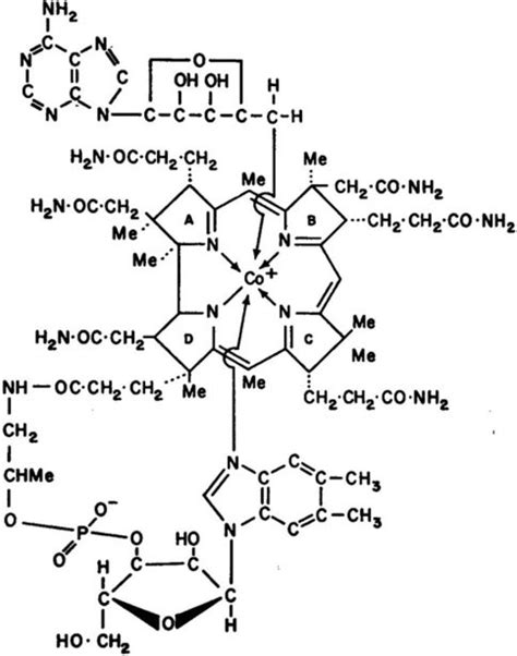 Structure Of Vitamin B 12 Coenzyme 12 The Coenzyme Isolated From C