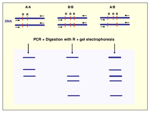 General Schema Of The Pcr Rflp Markers Caps Download Scientific