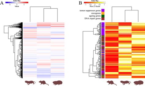 Gene Expression Heatmaps On A Global Scale A And For Genes