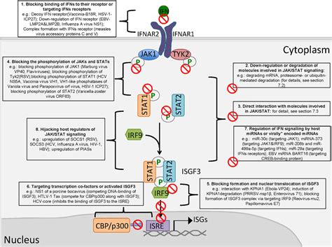 Frontiers Interplay Between Janus Kinase Signal Transducer And
