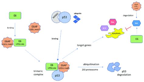 Schematic Representation Of E6 Mediated Tumor Suppressor P53 Protein