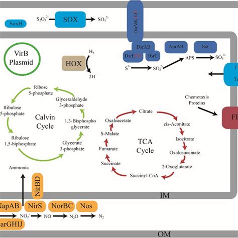 Schematic Representation Of Inferred Metabolic Capabilities Of The